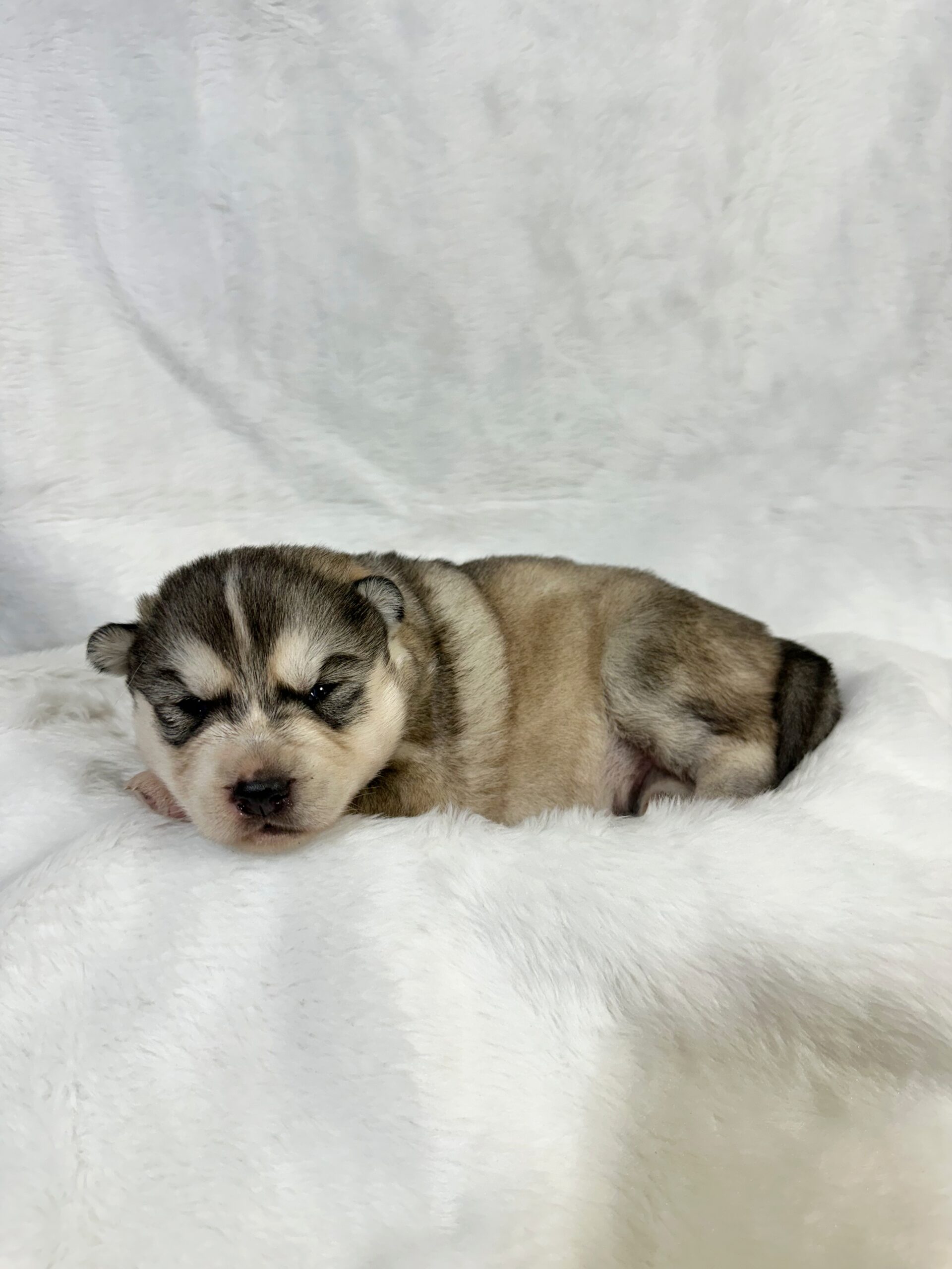 Siberian Huskies – Homegrown Huskies